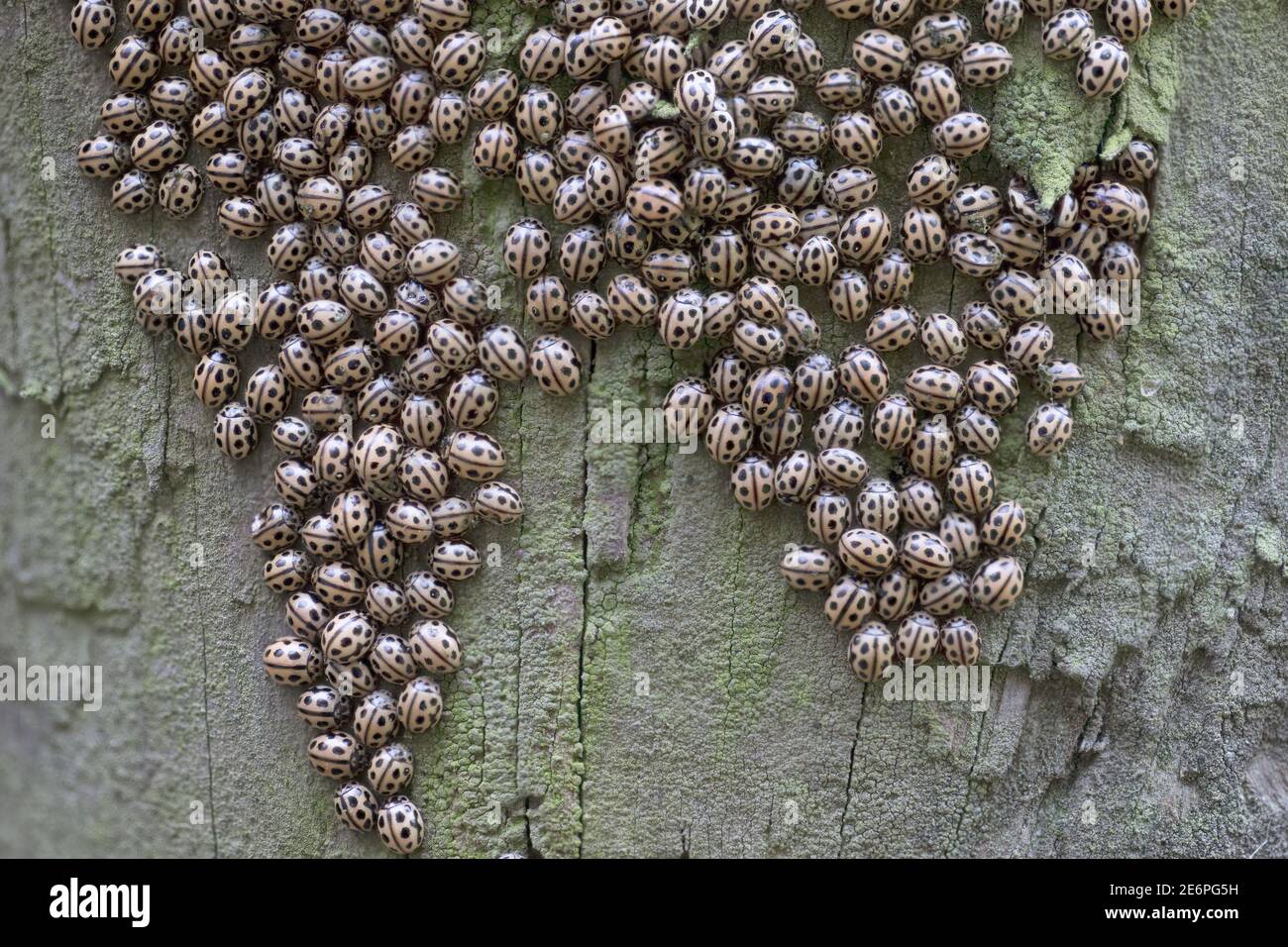 Ladybird beetles hibernating hi-res stock photography and images - Alamy