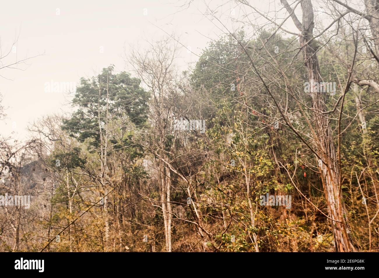 Tropical mountain forest in winter during the dry season, deciduous and ...