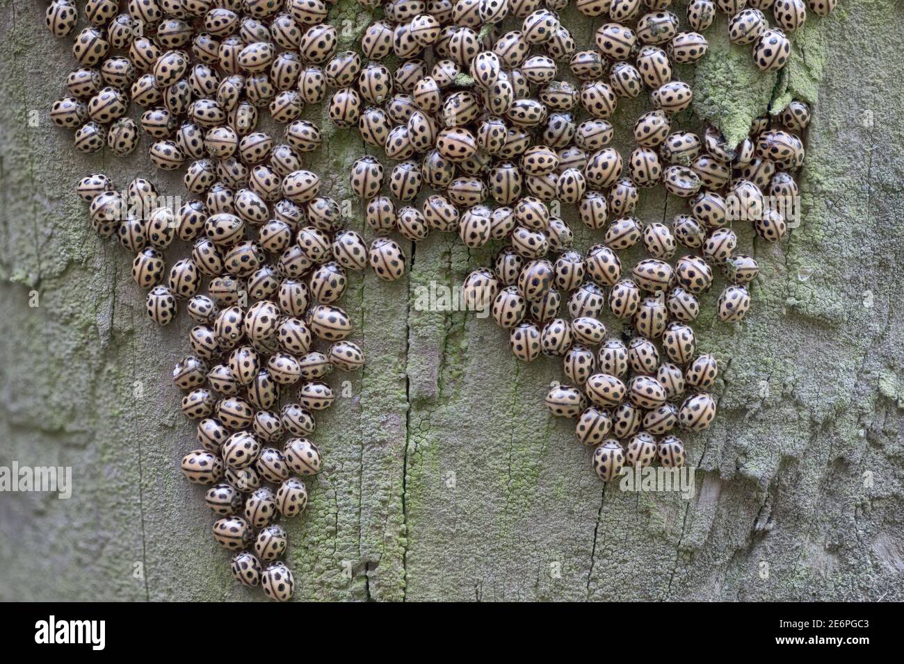 Ladybird beetles hibernating hi-res stock photography and images - Alamy