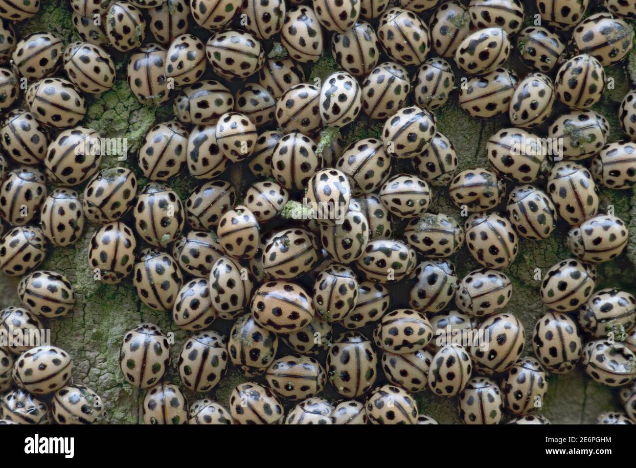 Ladybird beetles hibernating hi-res stock photography and images - Alamy