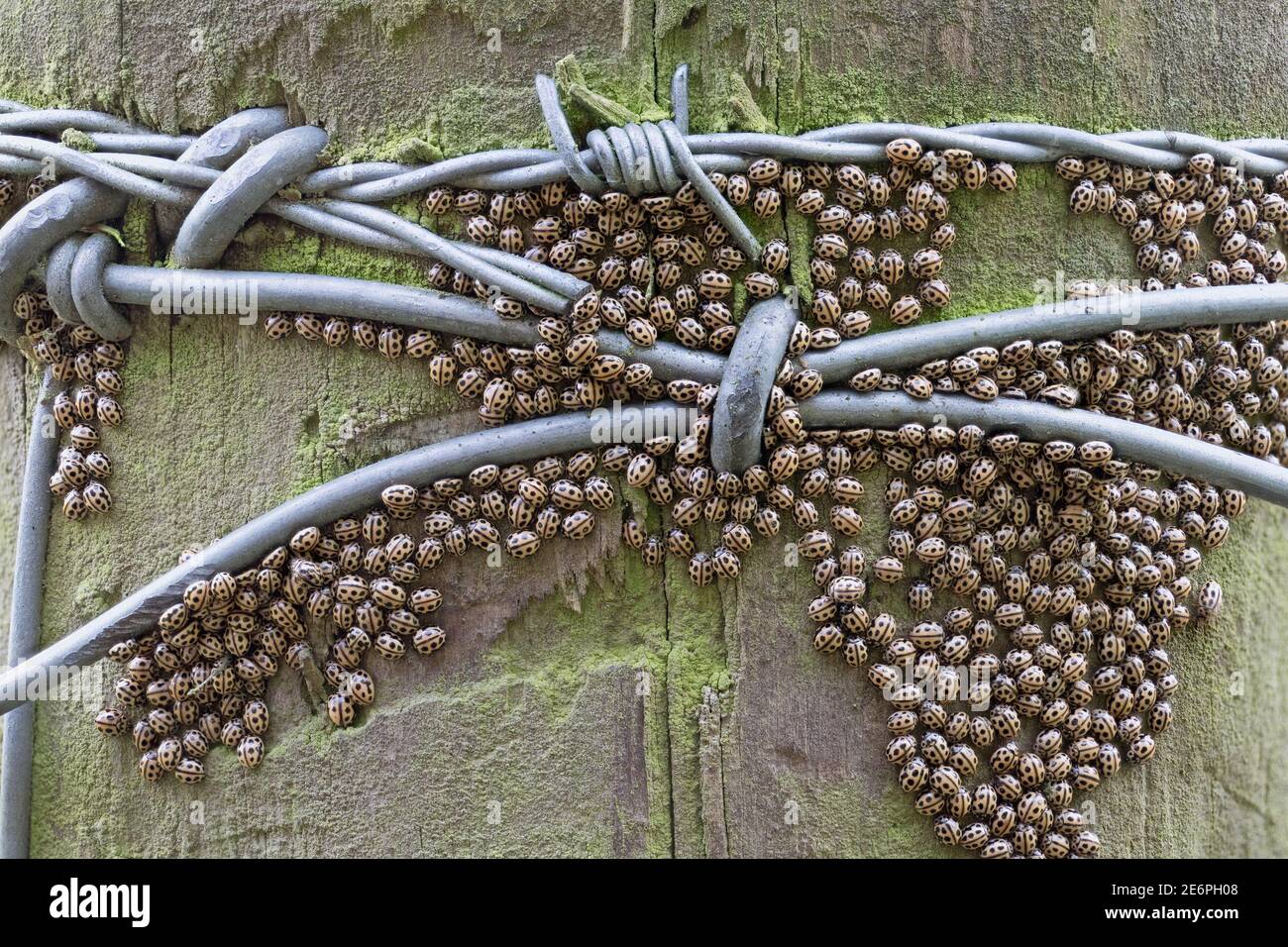 Hibernating insects uk hi-res stock photography and images - Alamy