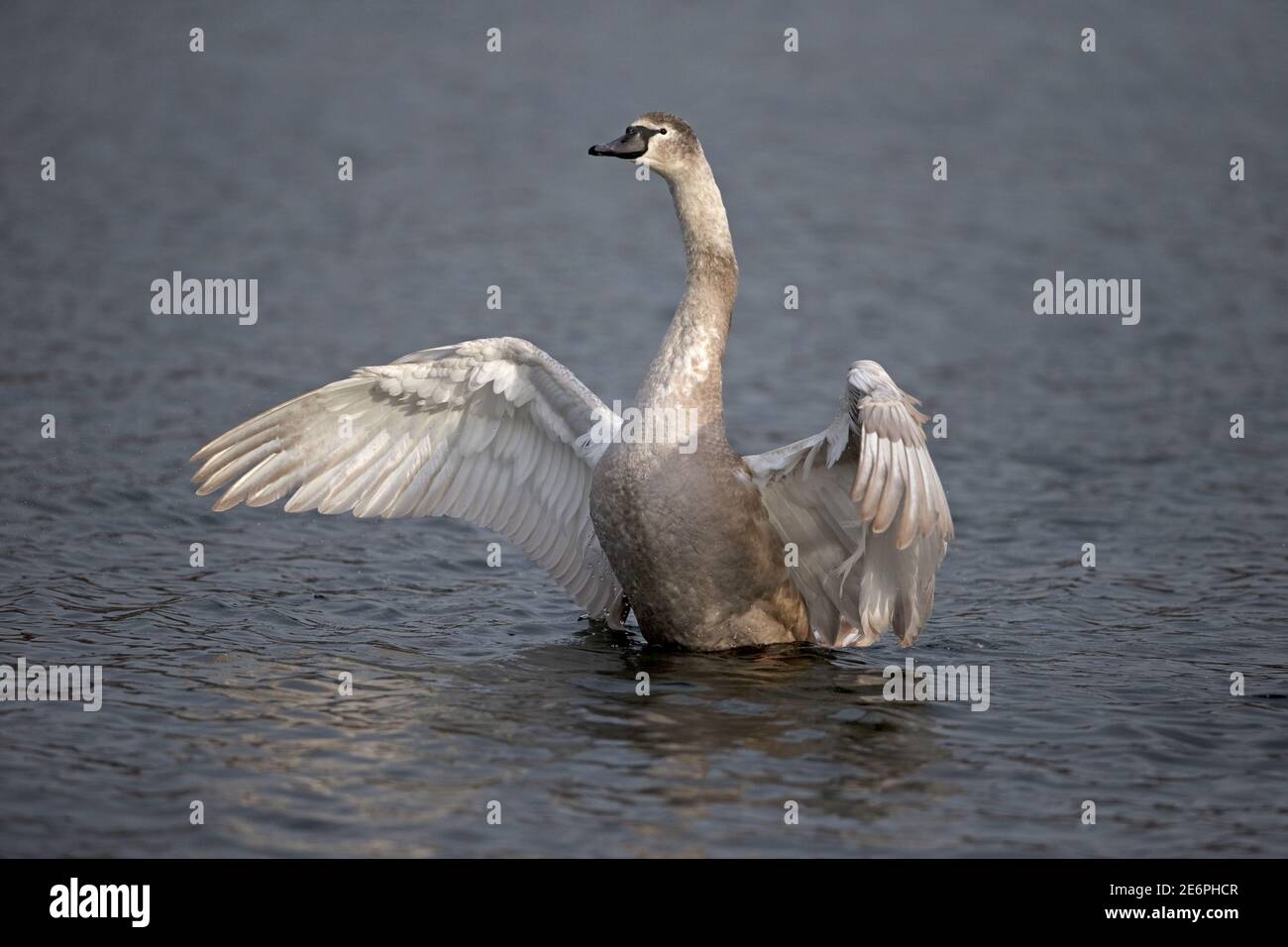 Immature swan hi-res stock photography and images - Alamy
