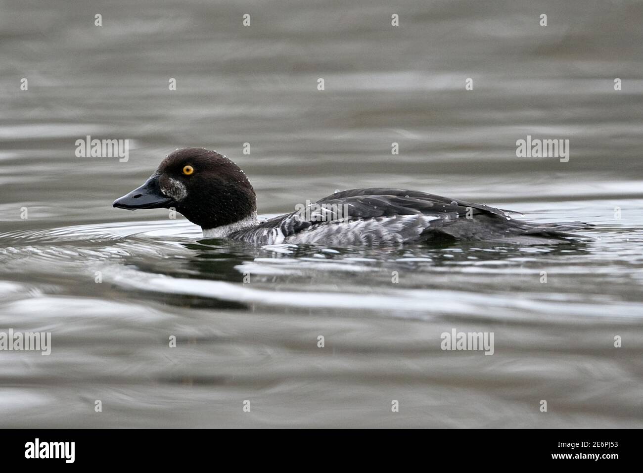 Common Goldeneye