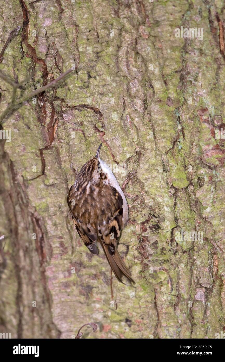 Certhia familiaris england hi-res stock photography and images - Alamy