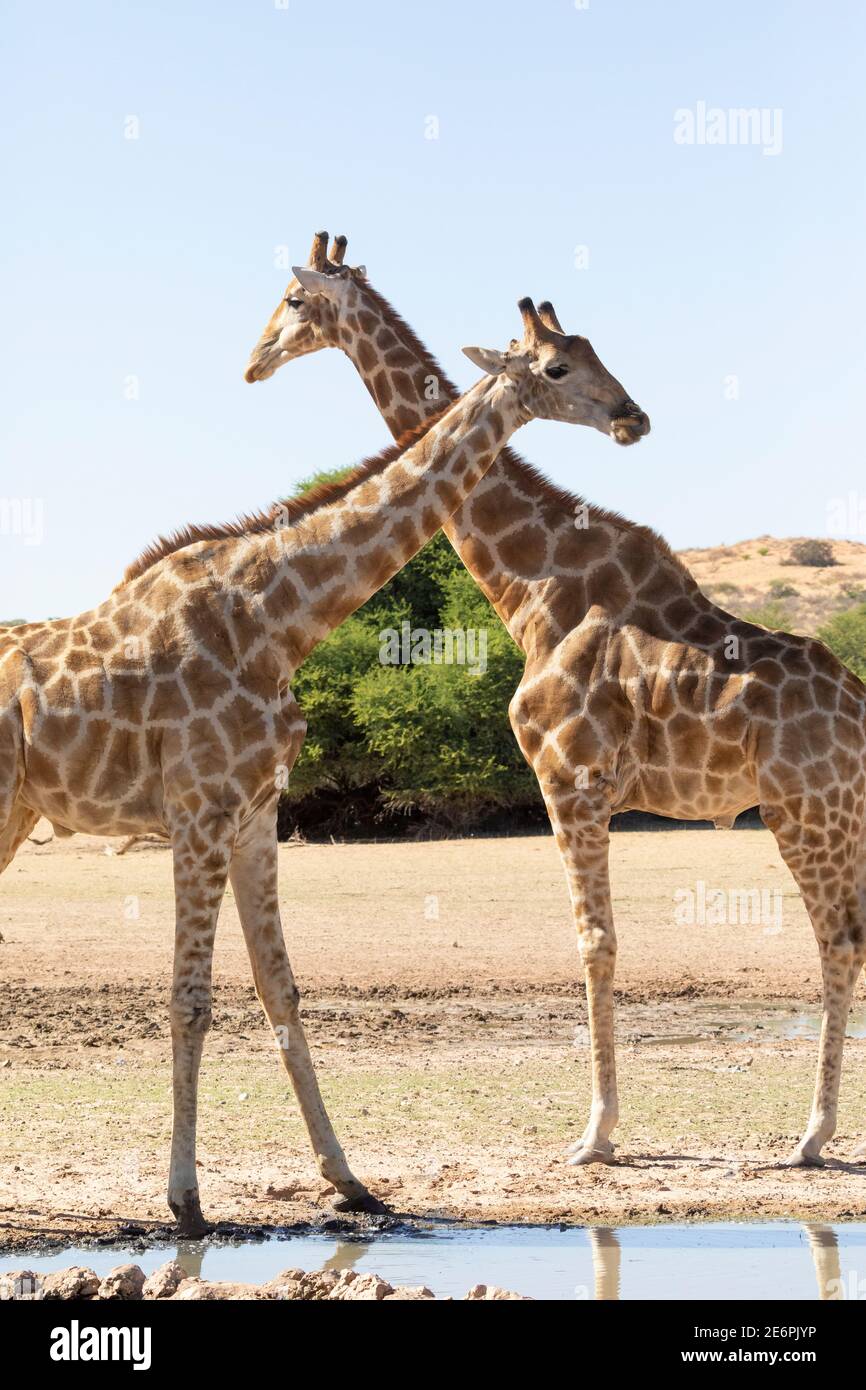 Cape or South African Giraffe (Giraffa camelopardalis giraffa) pair at ...
