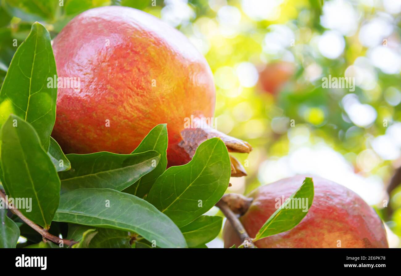 pomegranate on tree in a farm garden.selectiv focus.nature Stock Photo ...