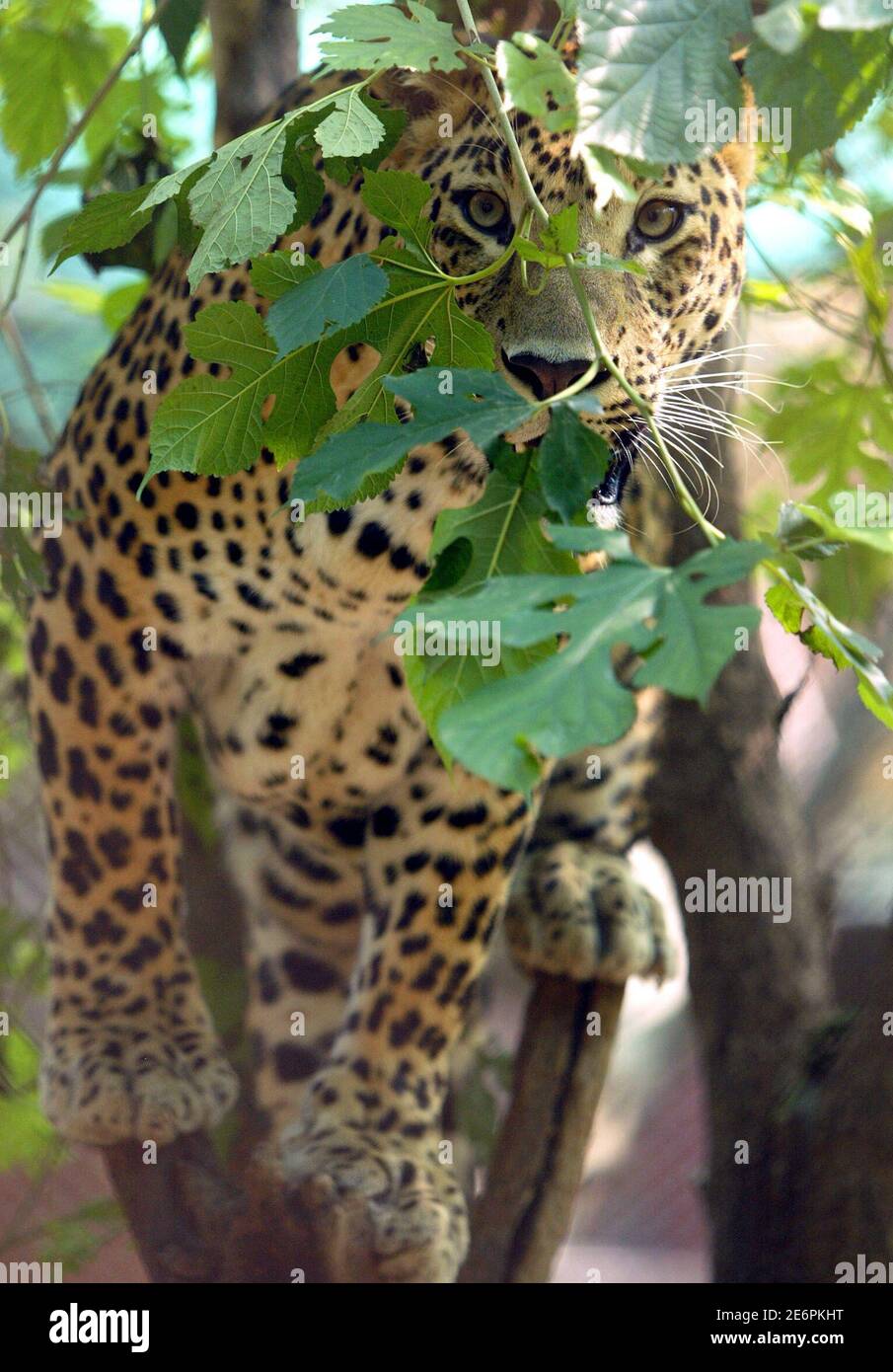 Leopards in india hi-res stock photography and images - Alamy