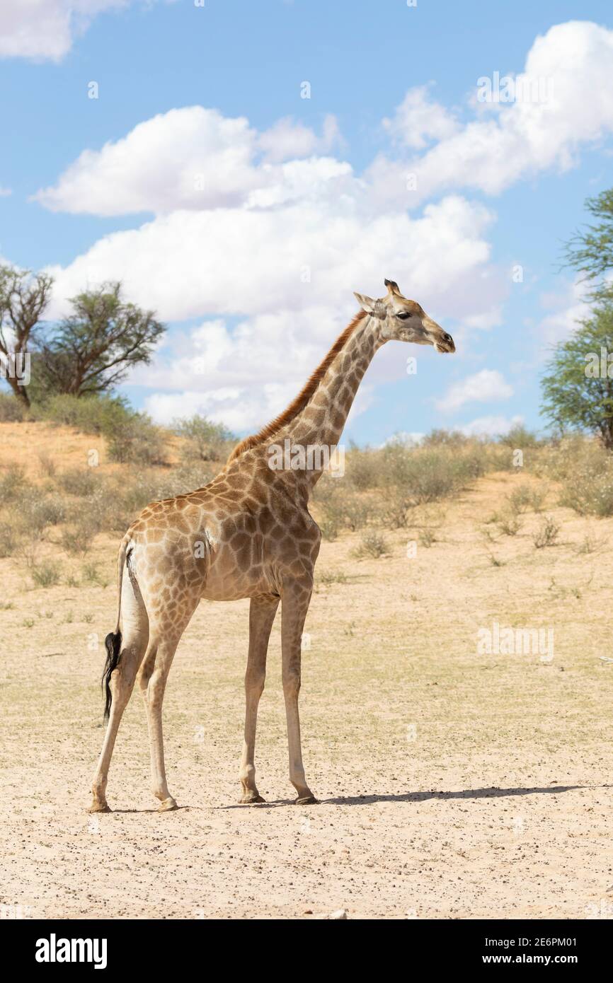 Cape or South African Giraffe (Giraffa camelopardalis giraffa ...