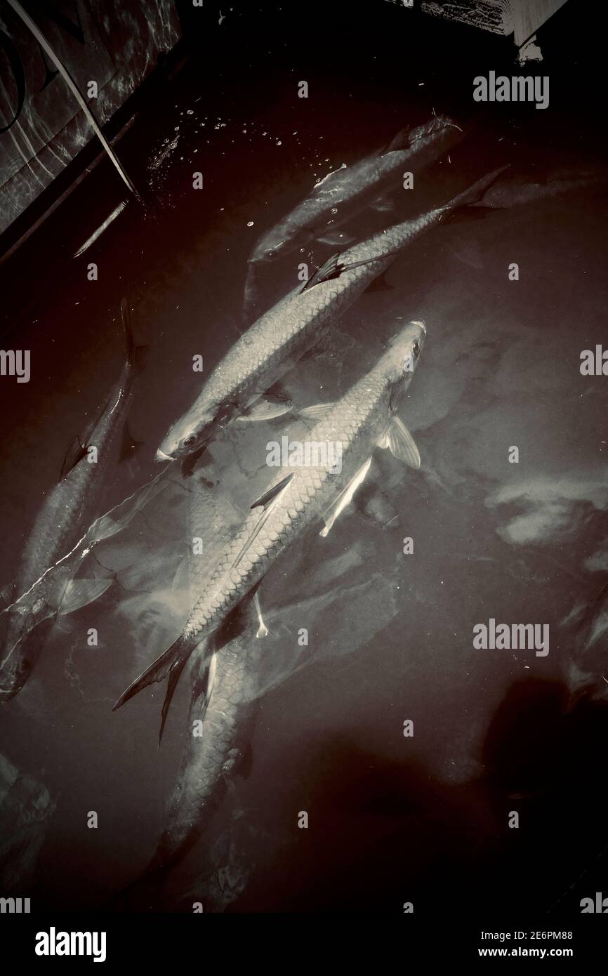 Carp fish swiming at dock in Key West, Florida, FL USA. Southern most ...