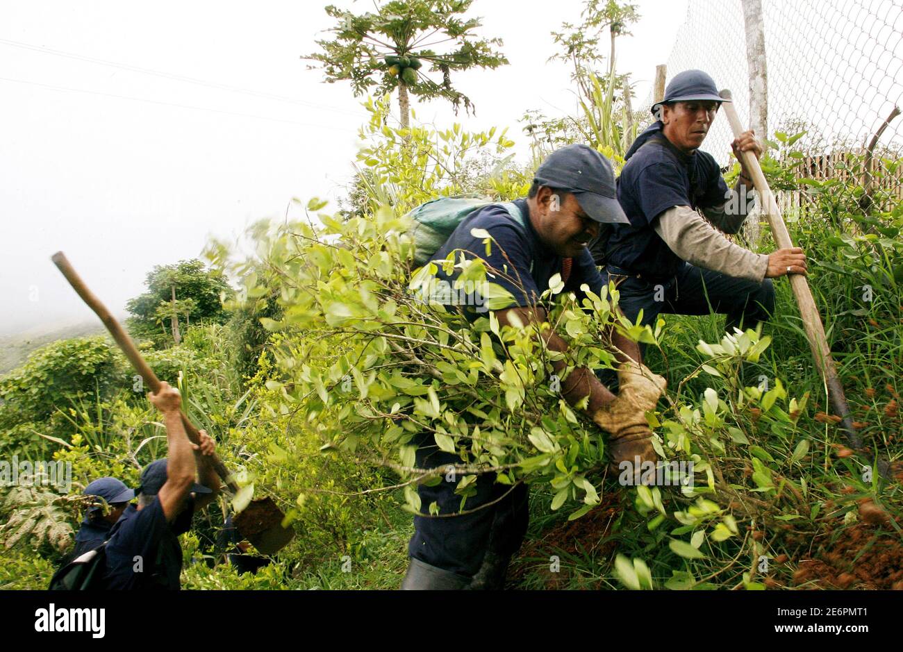 Colombian Cocaine Plantation High Resolution Stock Photography and ...