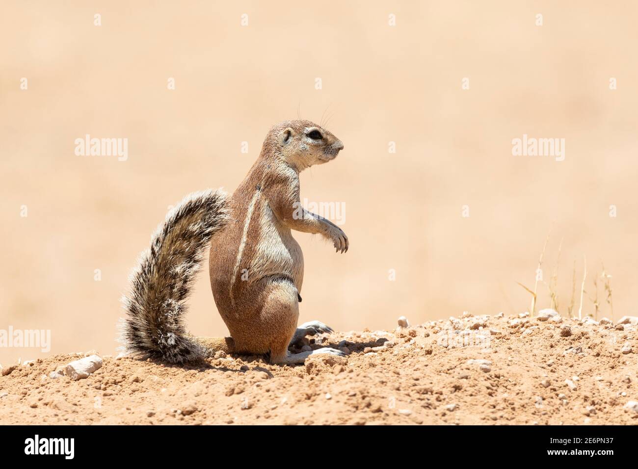 Cape / South African Ground Squirrel (Xerus inauris) female on red sand ...