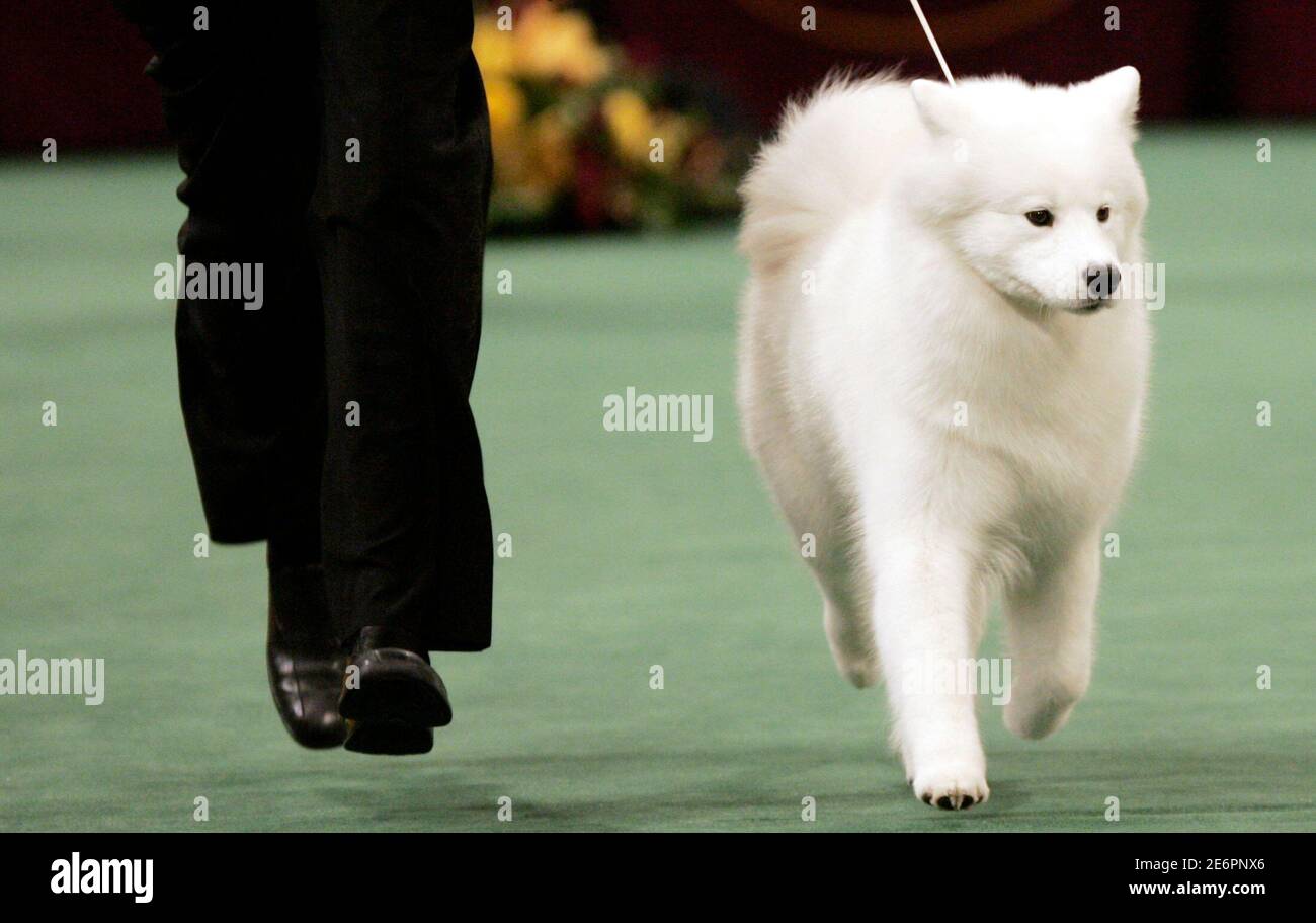Samoyed westminster dog show hi-res stock photography and images - Alamy