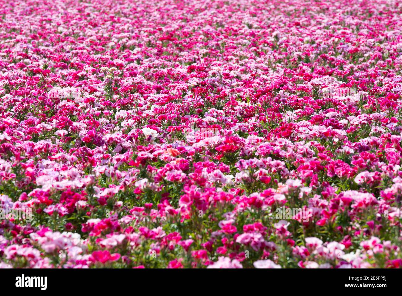 Godetia or Clarkia field of flowers Stock Photo - Alamy