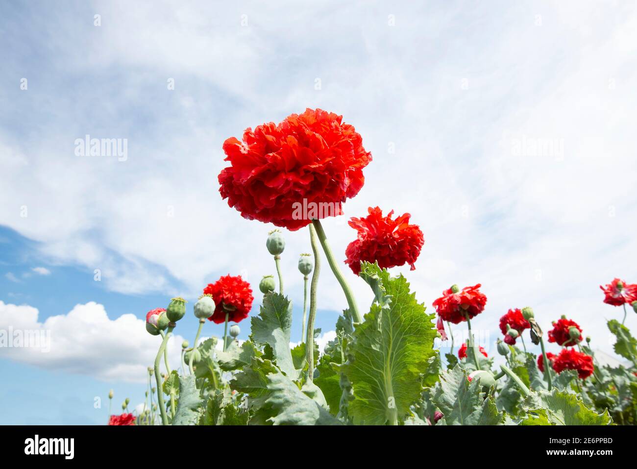 Double poppies hi-res stock photography and images - Alamy