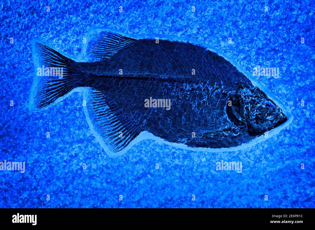 Fossil of ancient prehistoric fish on rock Stock Photo - Alamy