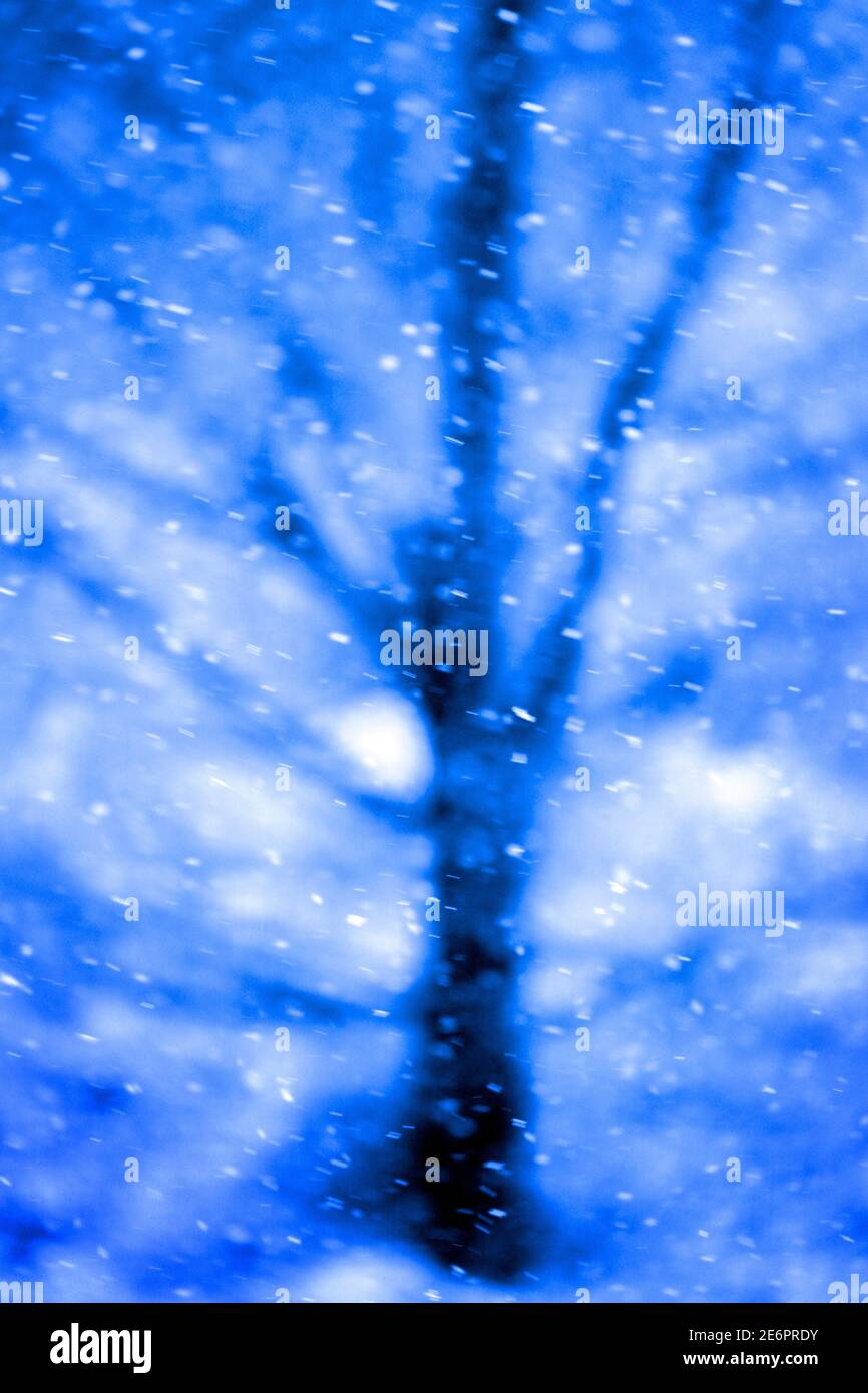 Fir tree branch falling snow hi-res stock photography and images - Alamy