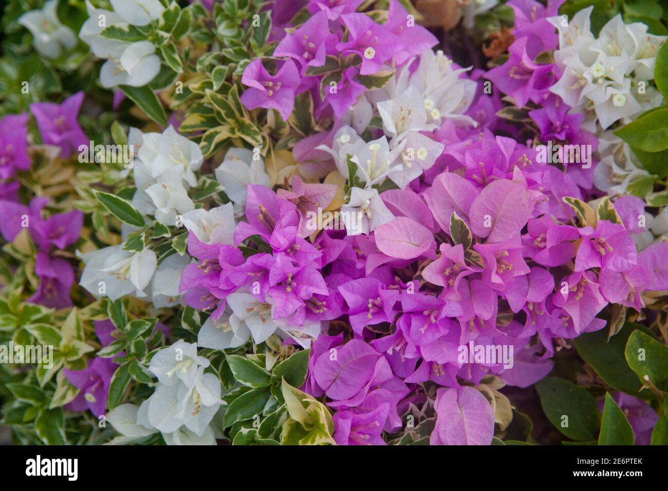 Flowering Bush bougainvillea, close-up Stock Photo - Alamy