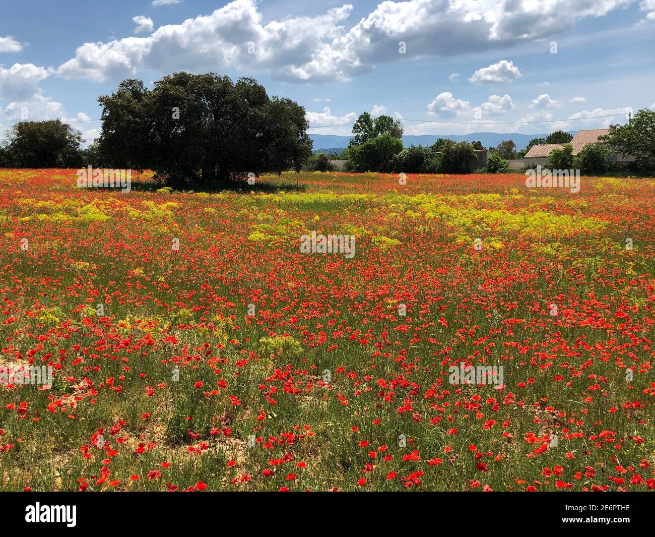 Poppy field with large tree Stock Photo - Alamy