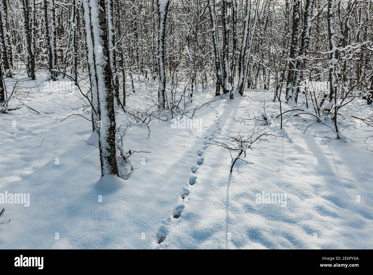 Winter evening forest and the path of the lonely beast Stock Photo - Alamy