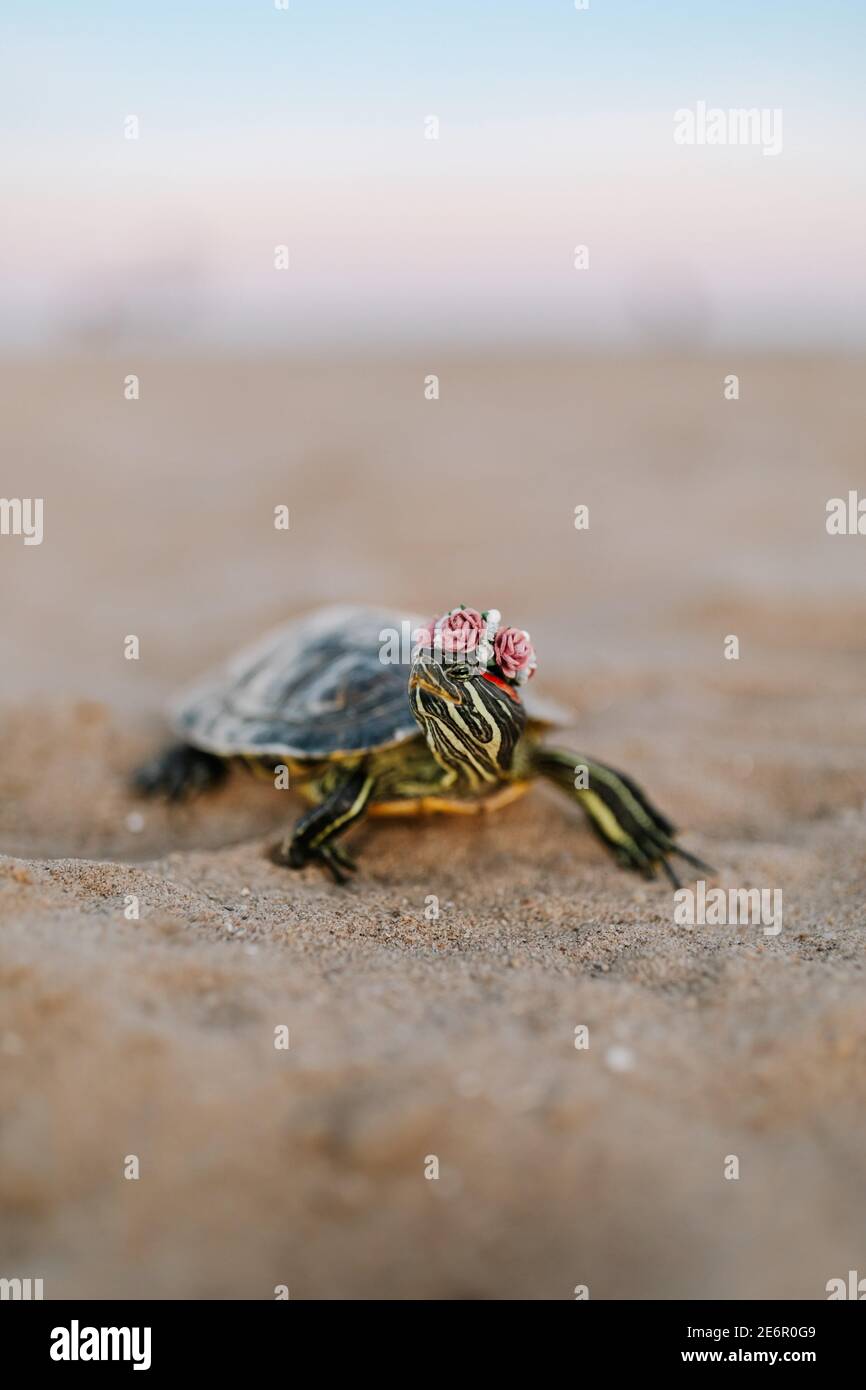 Shallow focus of a small water turtle with a flower crown on the beach ...