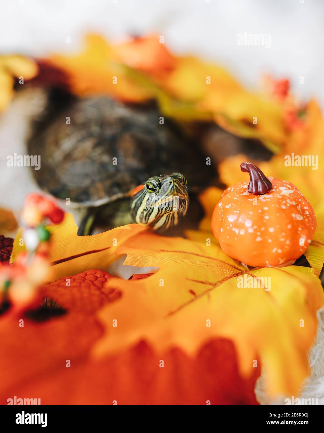 Spooky turtle hi-res stock photography and images - Alamy