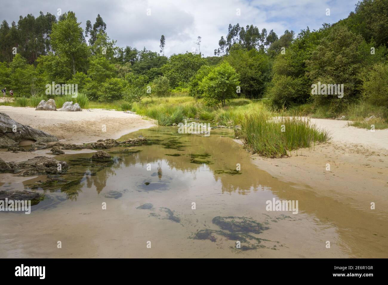 Muddy river amid the green trees and bushes under the cloudy sky Stock ...