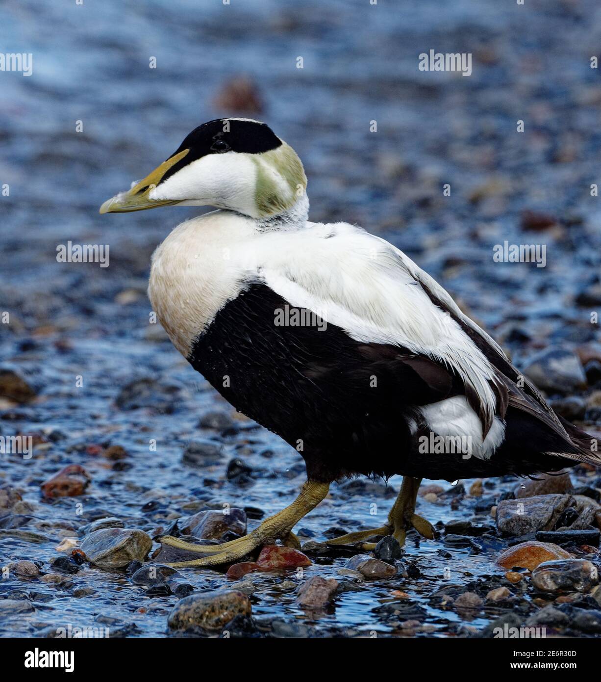 Eider drake standing hi-res stock photography and images - Alamy