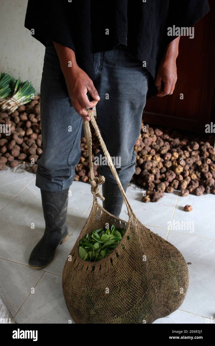 Coca plant in colombia hi-res stock photography and images - Alamy