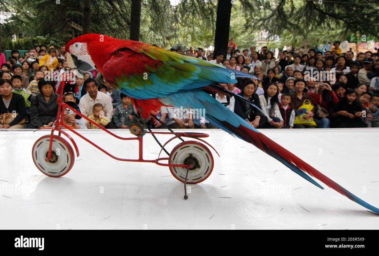 Nanjing zoo hi-res stock photography and images - Alamy