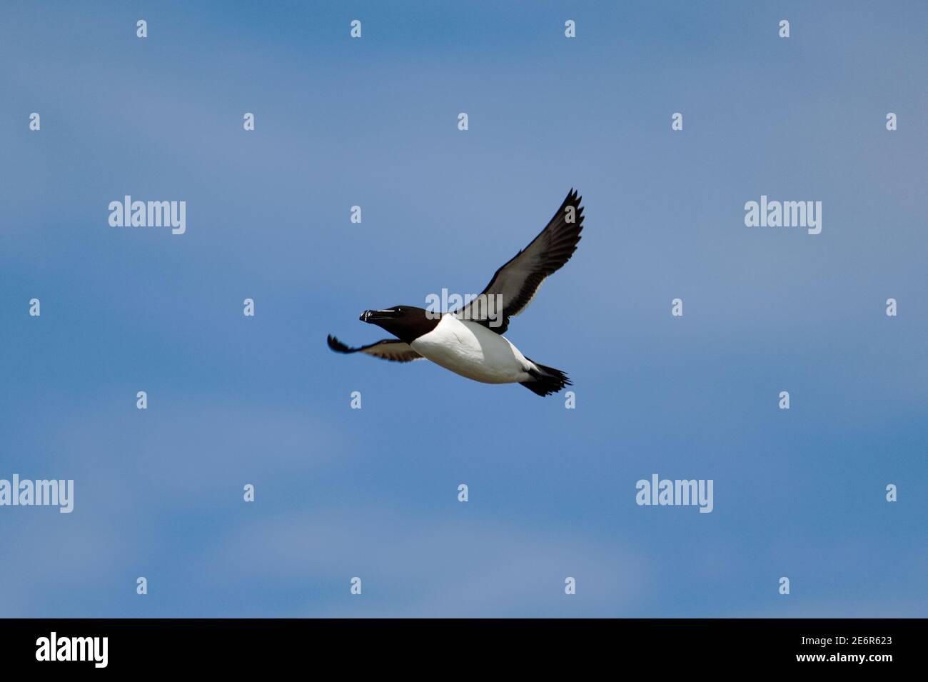 Eider drake standing hi-res stock photography and images - Alamy