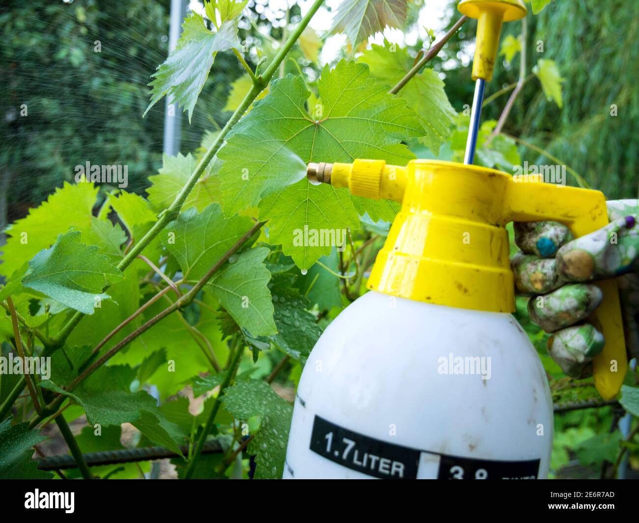 Spraying plant leaves from a spray bottle Stock Photo - Alamy