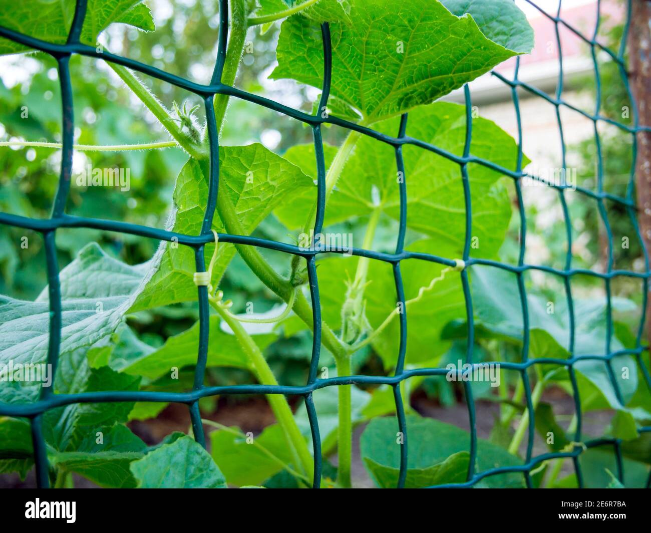 Trellis netting hi-res stock photography and images - Alamy