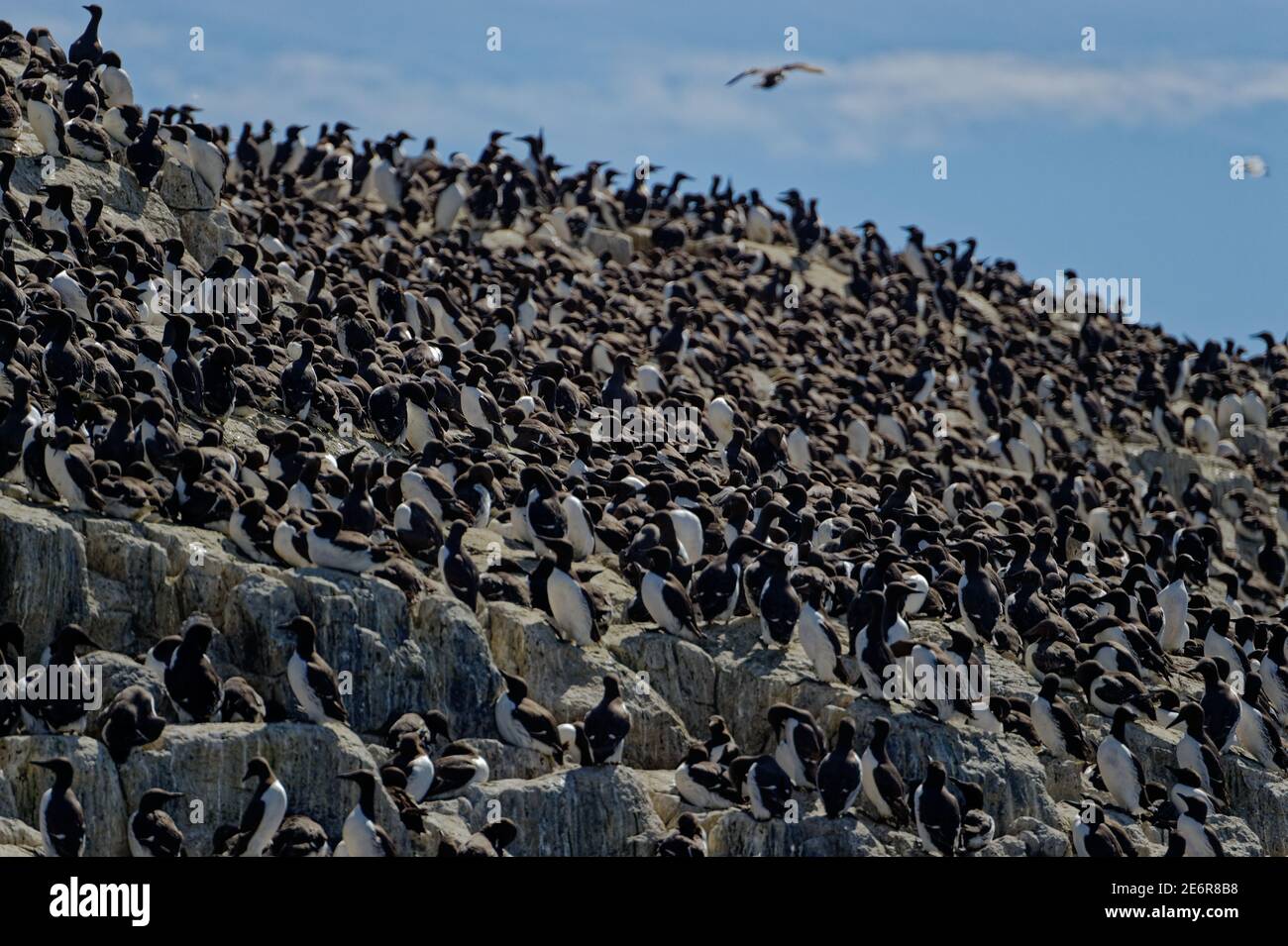 Eider Drake (Somateria mollissima) Adult drake walking on beach Stock ...