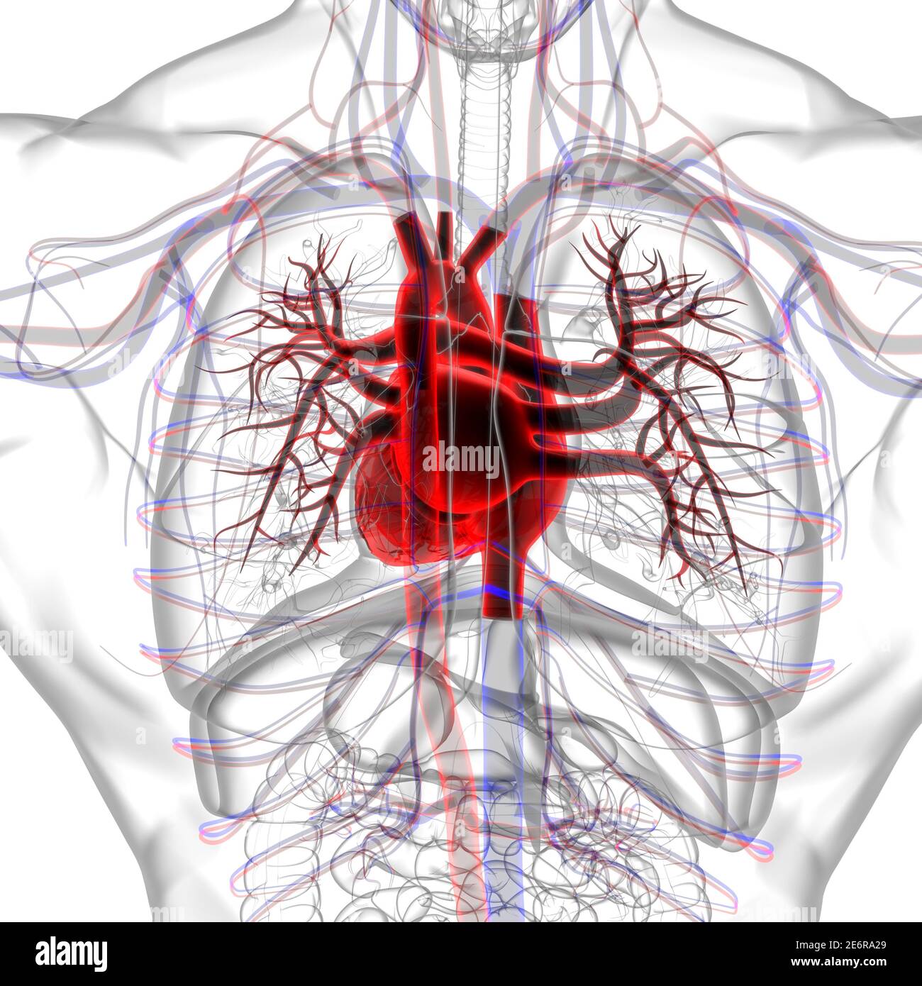 Human Heart Anatomy For Medical Concept 3D Illustration Stock Photo - Alamy