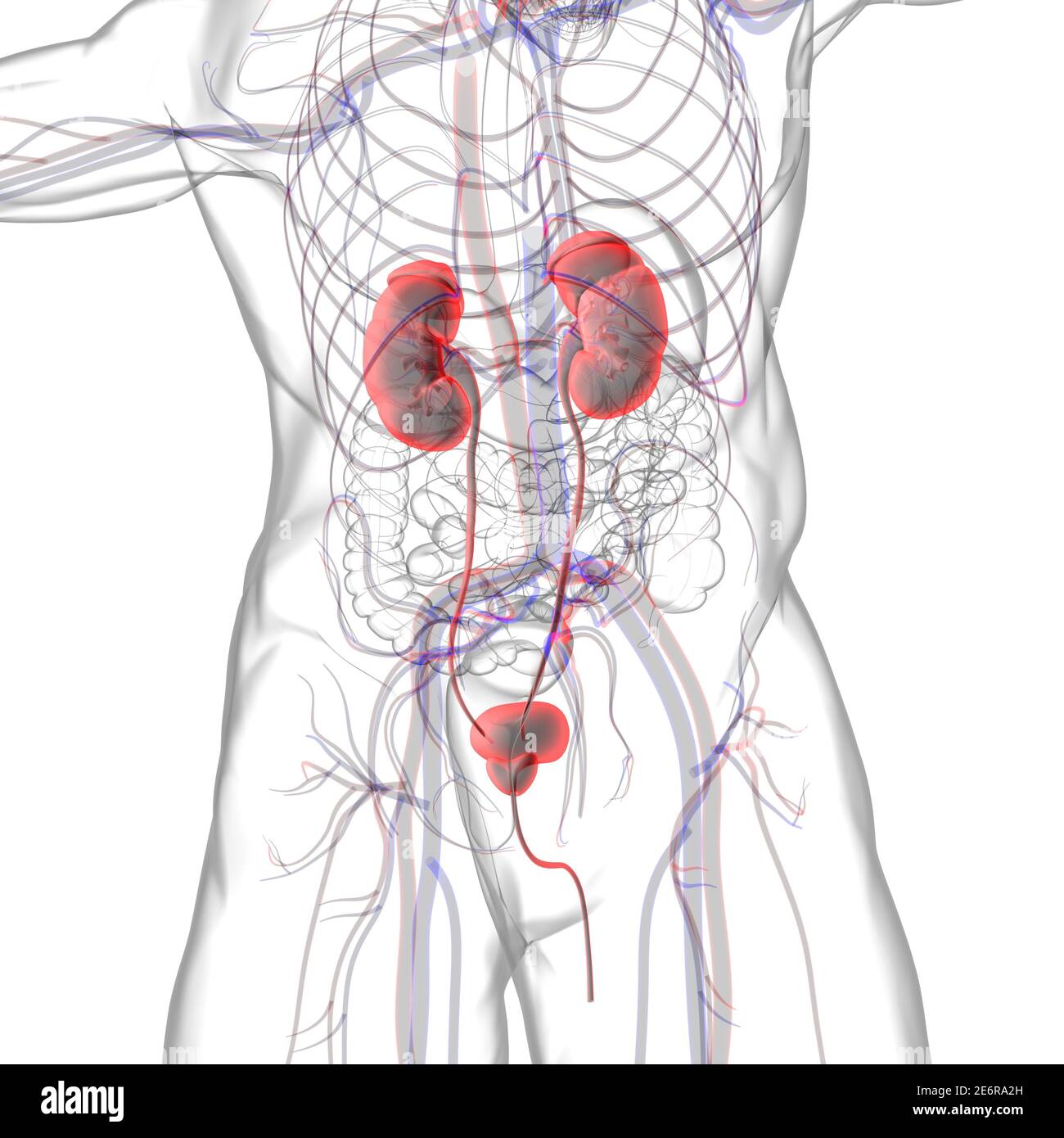 Lymphatic Vessel Disease High Resolution Stock Photography and Images ...