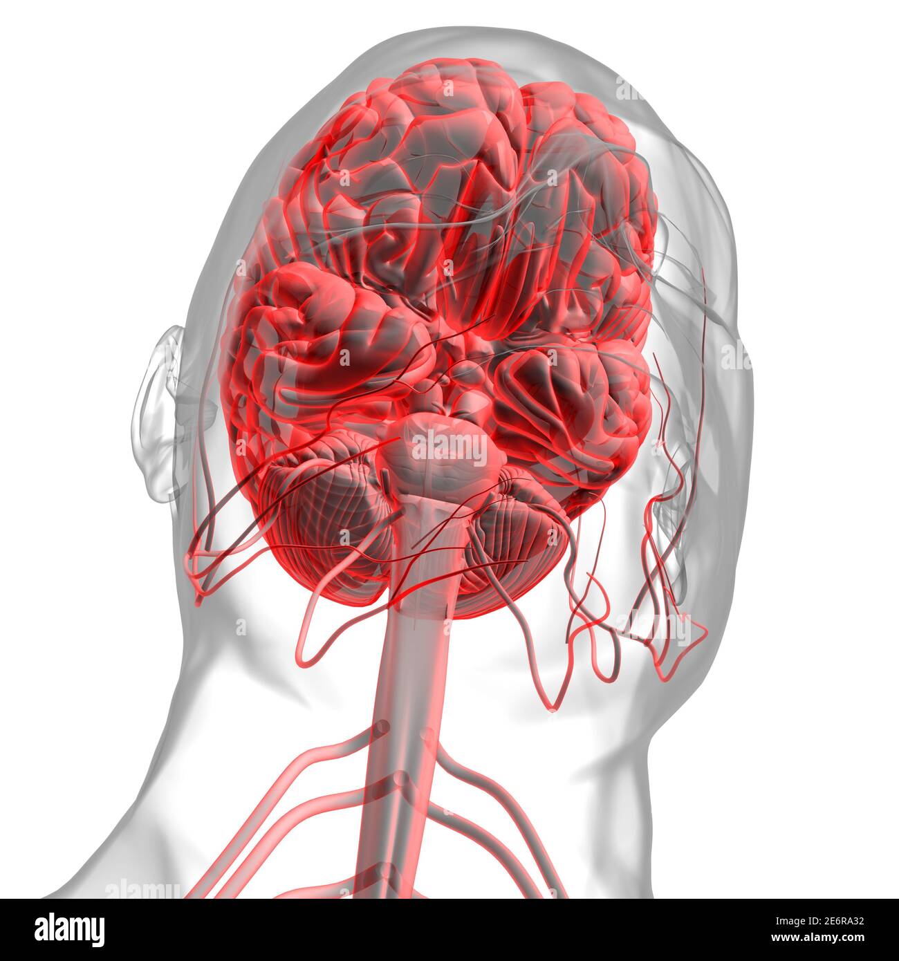 Human Brain Anatomy For Medical Concept 3D Illustration Stock Photo - Alamy