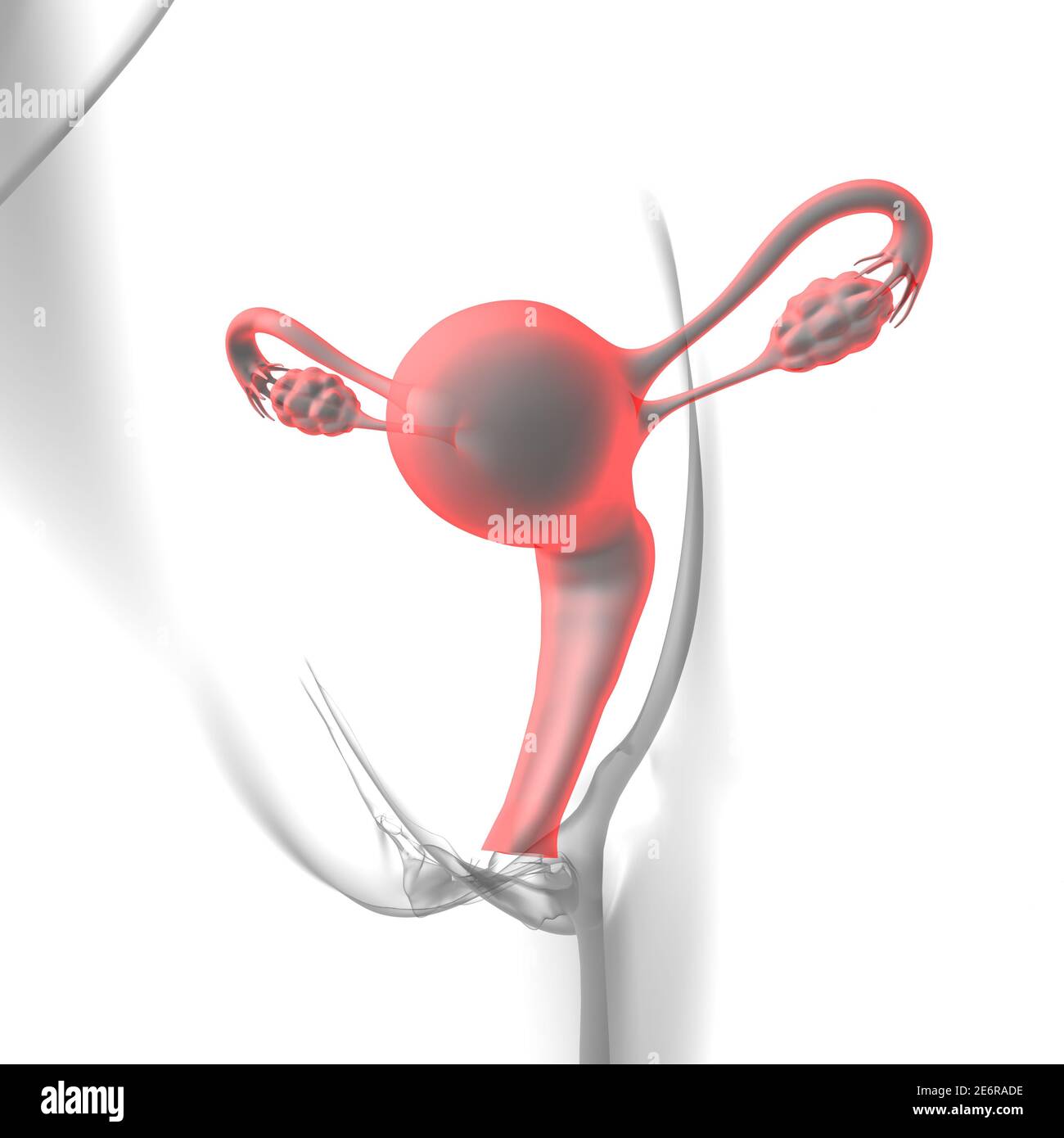 Female Reproductive System Anatomy For Medical Concept 3d Illustration