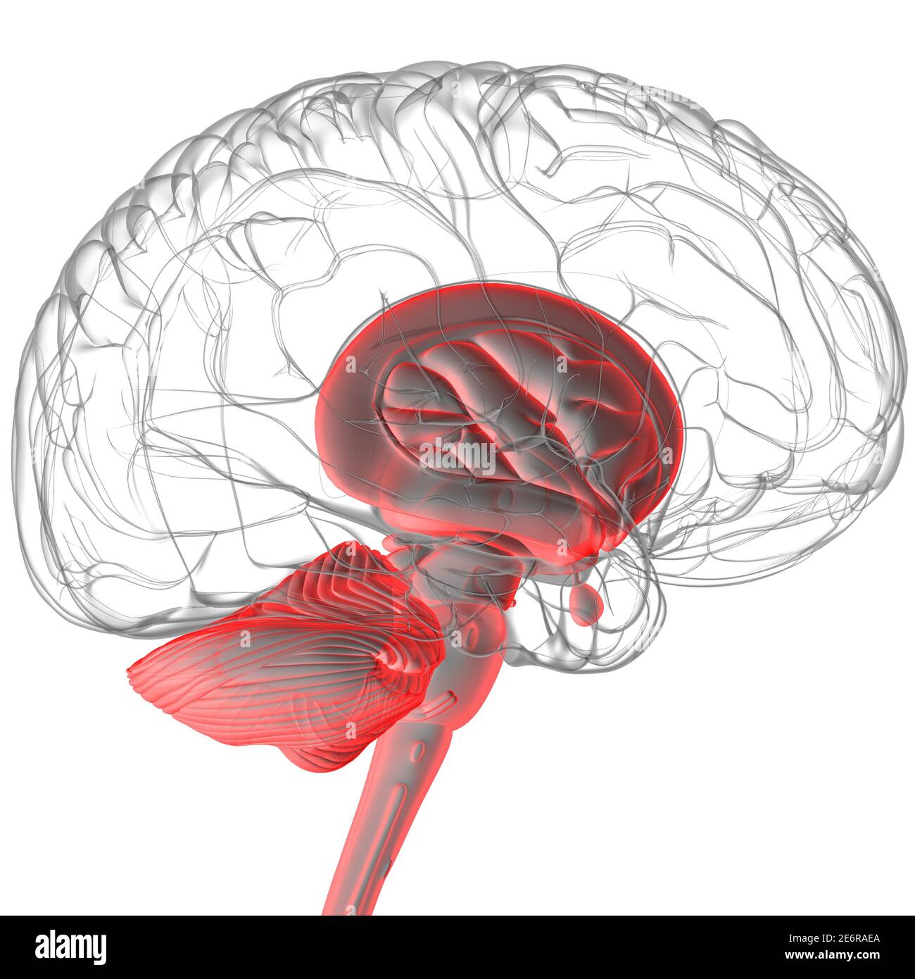 Human Brain inner parts Anatomy For Medical Concept 3D Illustration ...