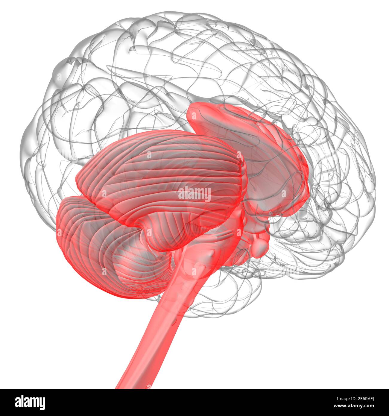 Human Brain inner parts Anatomy For Medical Concept 3D Illustration ...