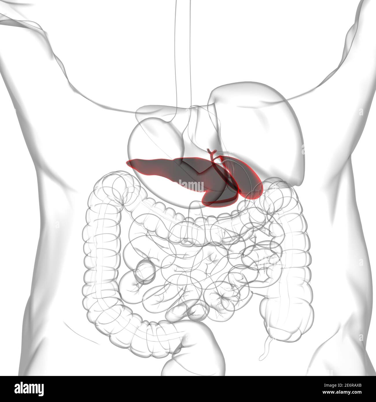 Pancreas Digestive System
