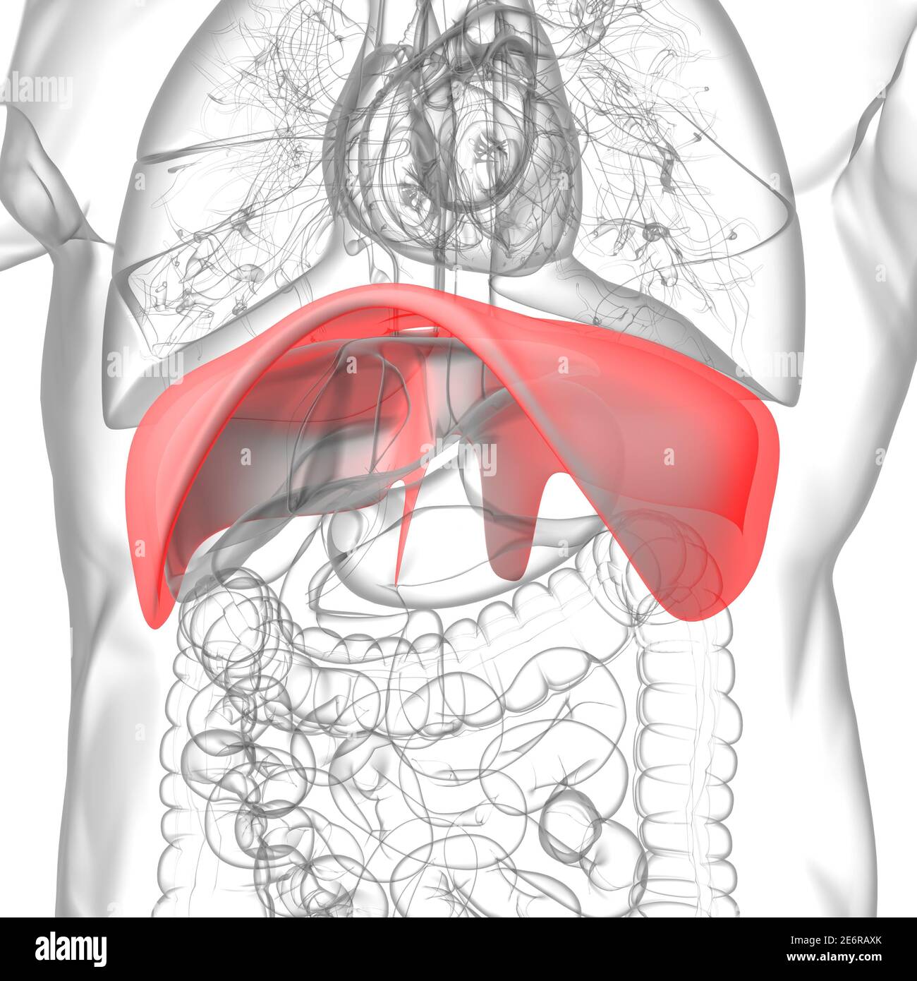 Diaphragm Human Respiratory System Anatomy For Medical Concept 3D ...