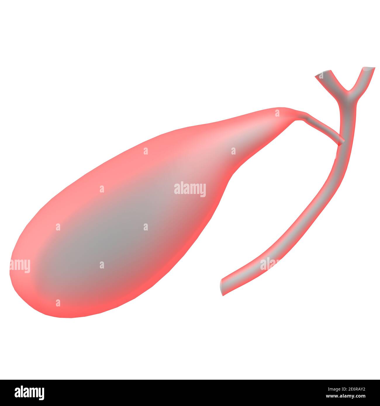 Gall Bladder Human Digestive System Anatomy For Medical Concept 3D ...