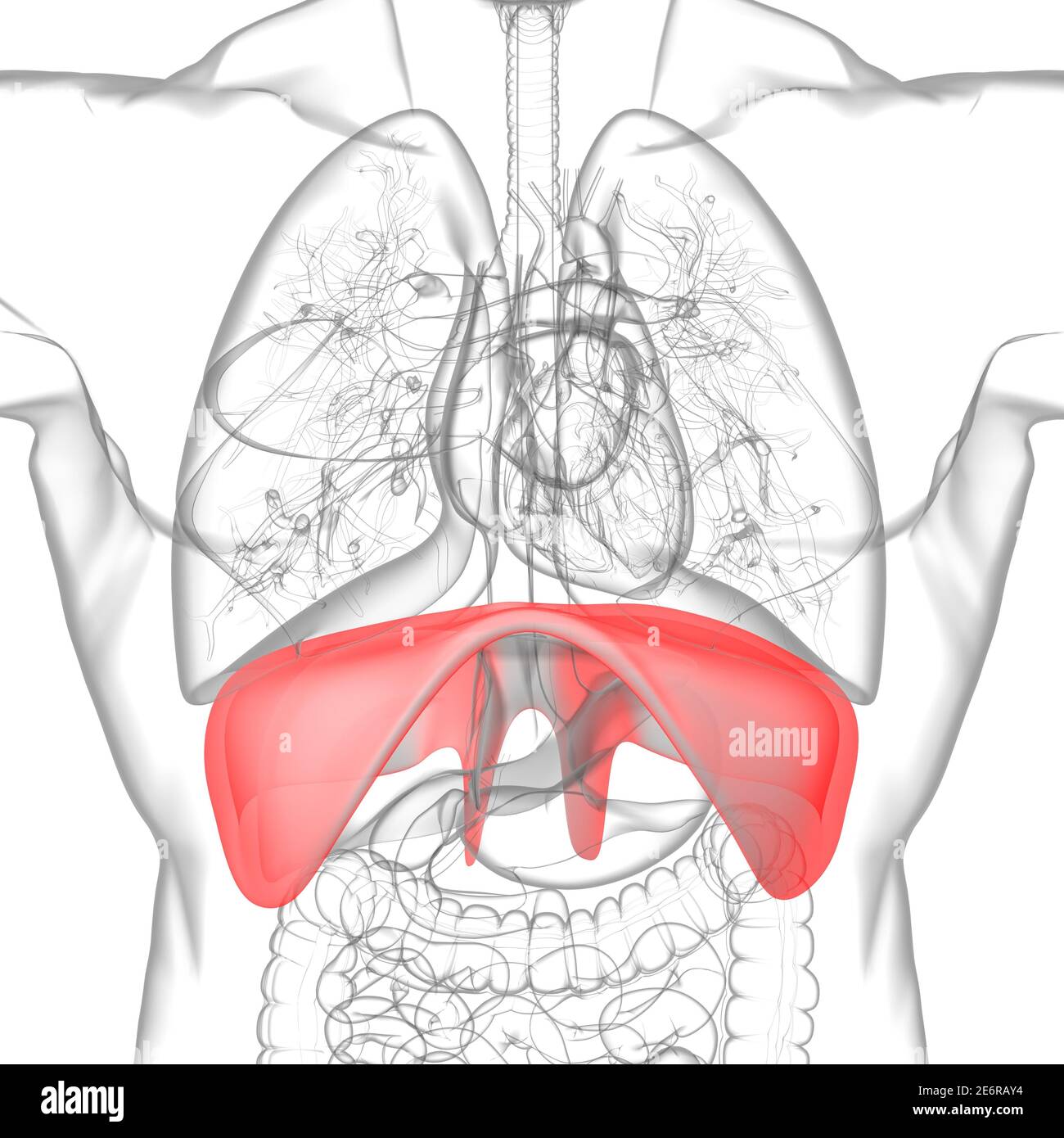Diaphragm Human Respiratory System Anatomy For Medical Concept 3D ...
