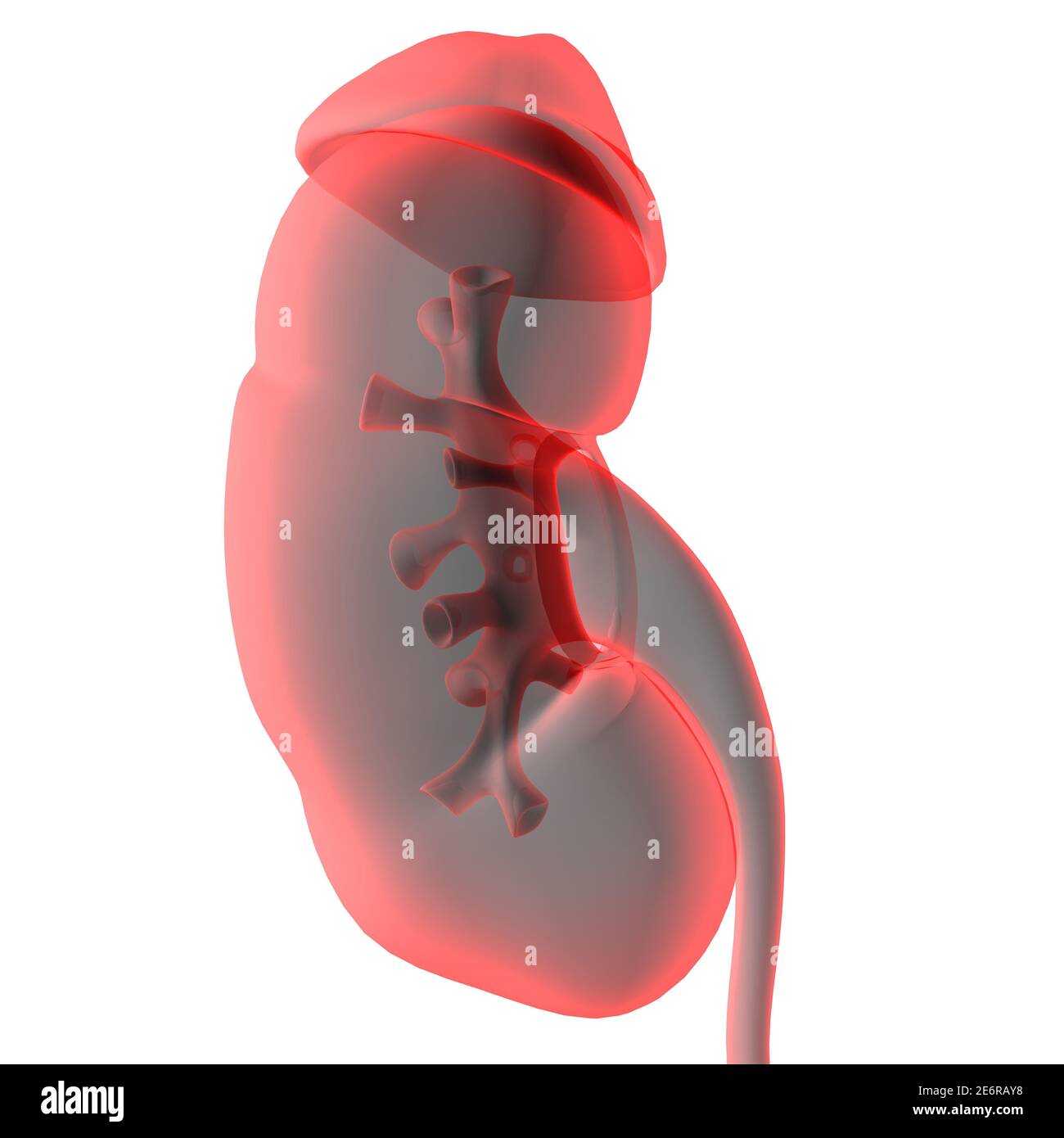 Lymphatic system diagram Cut Out Stock Images & Pictures - Alamy