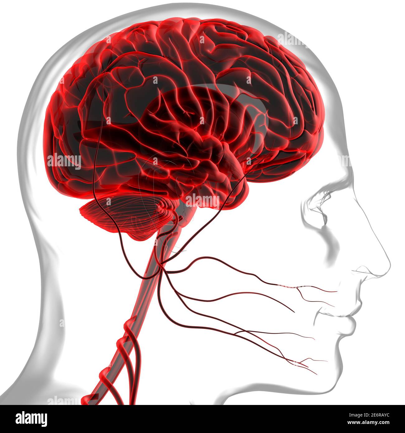 Human Brain Anatomy For Medical Concept 3D Illustration Stock Photo - Alamy