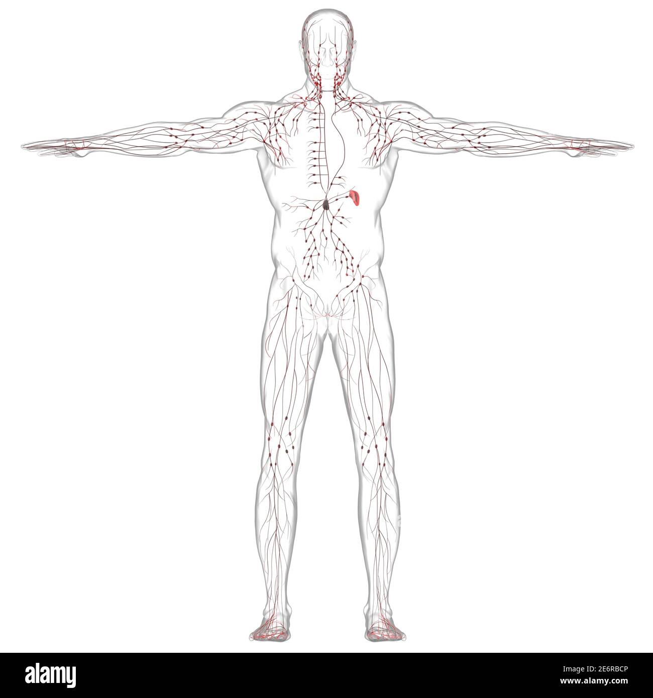 Human Lymph Nodes Anatomy For Medical Concept 3D Illustration Stock ...