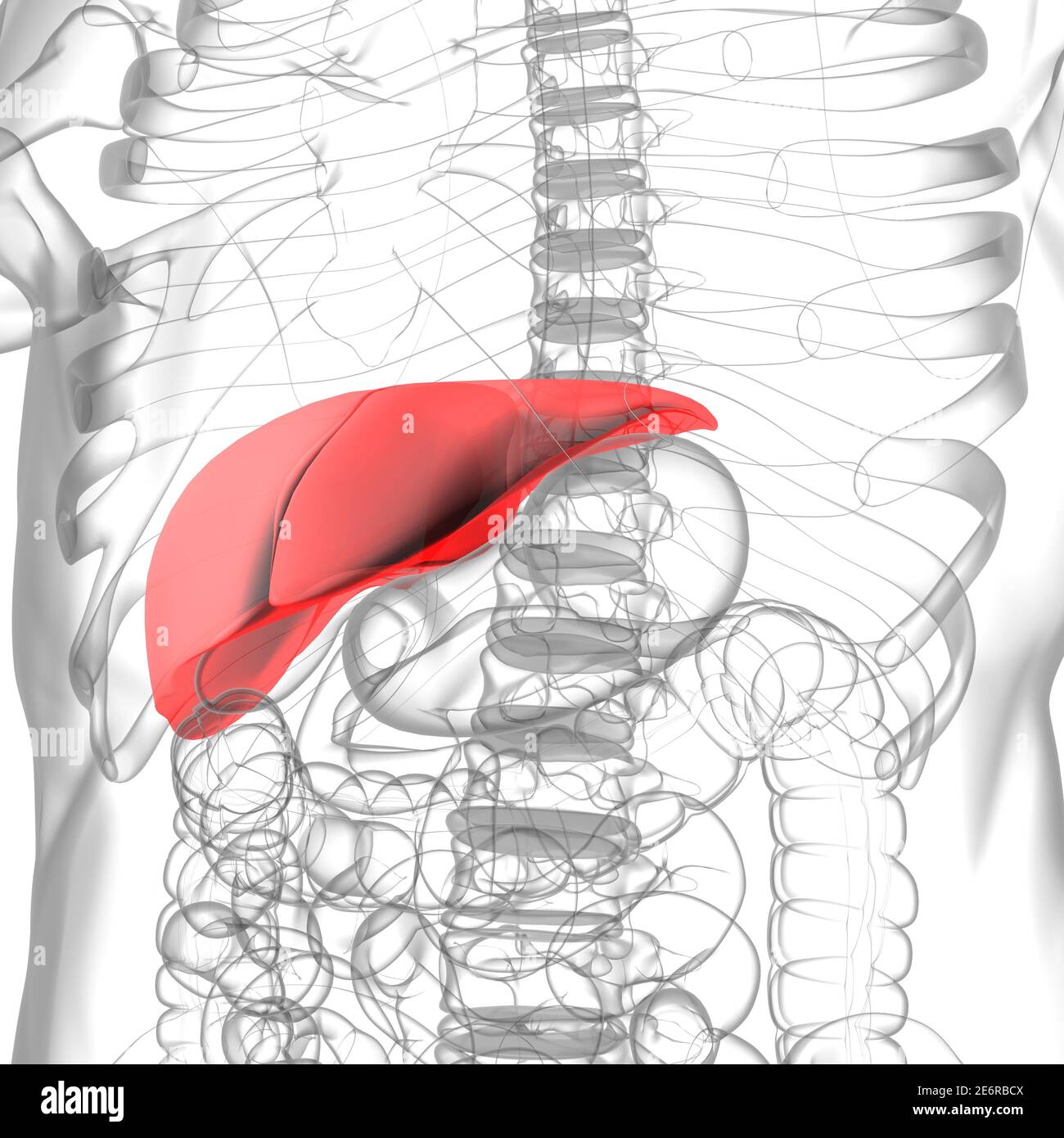 Liver 3D Illustration Human Digestive System Anatomy For Medical ...
