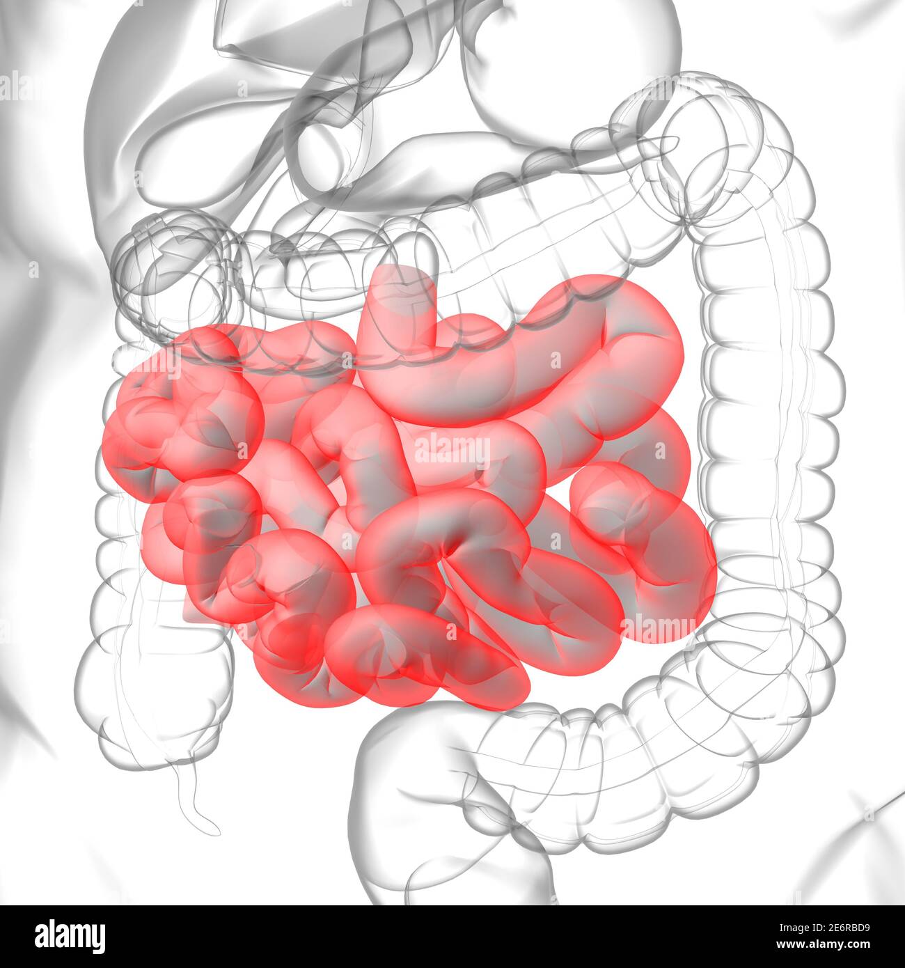 Small Intestine 3D Illustration Human Digestive System Anatomy For ...