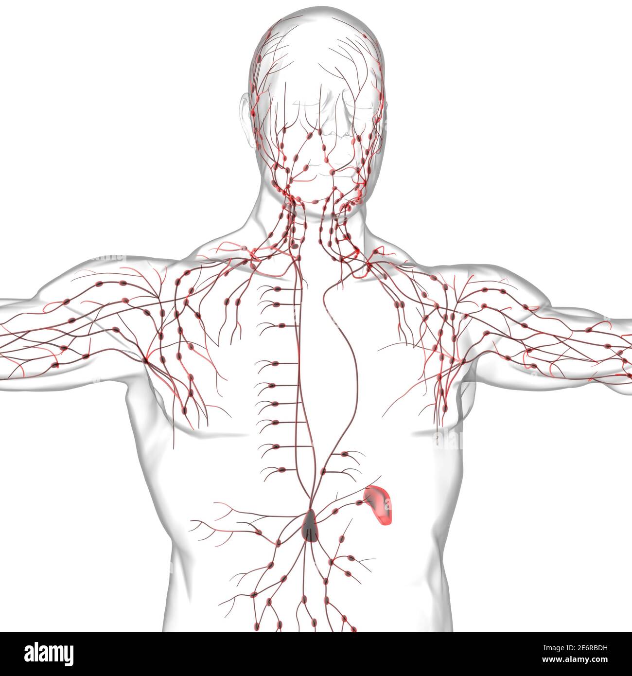 3d render medical illustration pancreas Cut Out Stock Images & Pictures ...