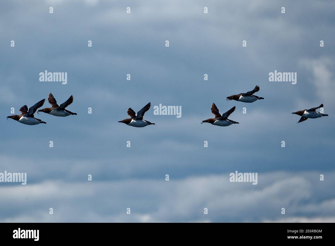 Eider drake standing hi-res stock photography and images - Alamy